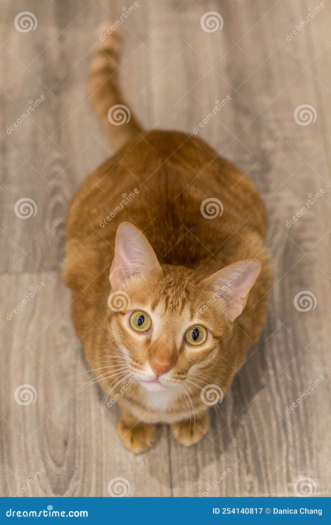 Orange Tabby Cat Looking Straight Up Stock Image - Image of soft ...