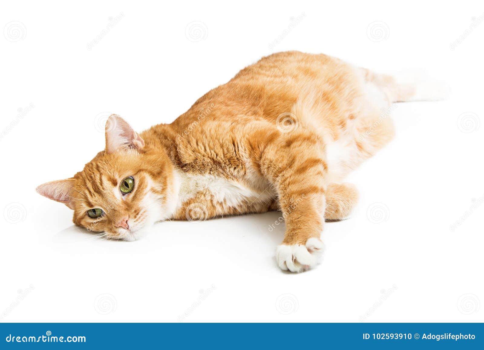 Orange Tabby Cat Lying on Side Over White Stock Photo - Image of animal ...