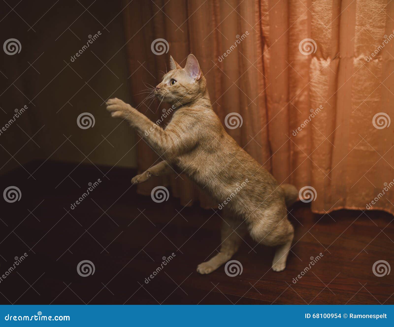 Orange tabby cat lying stock photo. Image of adorable - 68100954