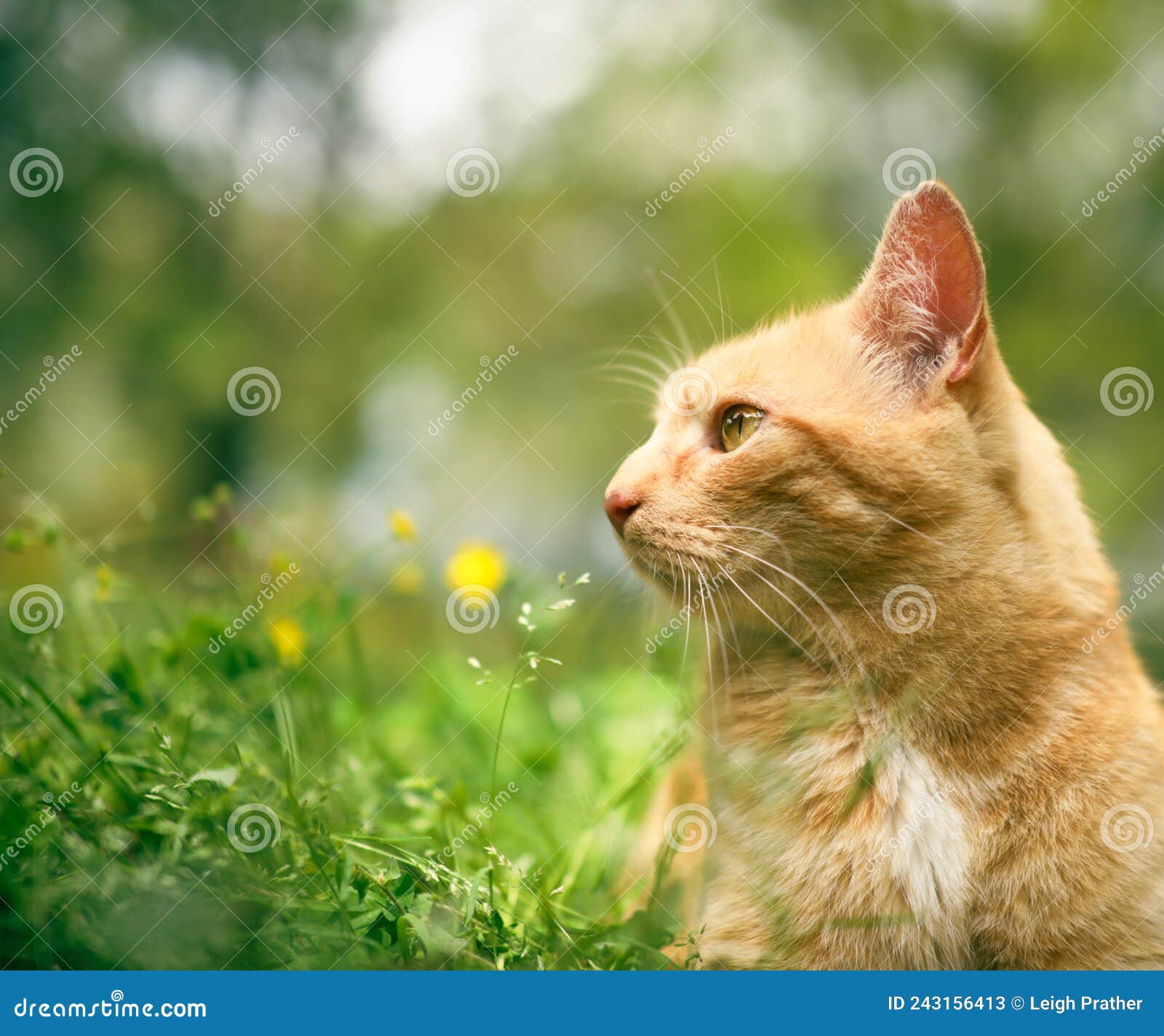 Orange Tabby Cat Outside in the Grass and Staring Off the Side Stock ...