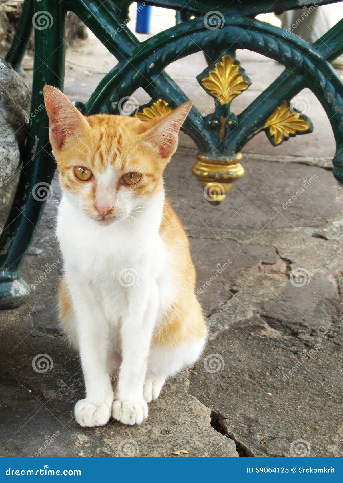 An Orange Tabby Cat Sitting Stock Image - Image of sparkling, orange ...