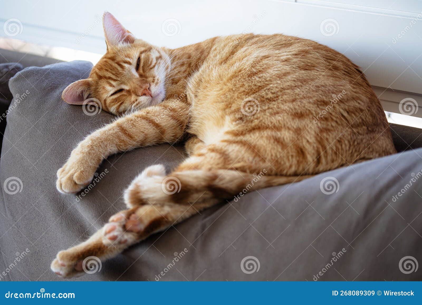 Orange Tabby Cat Sleeping on a Sofa at Home Stock Image - Image of ...