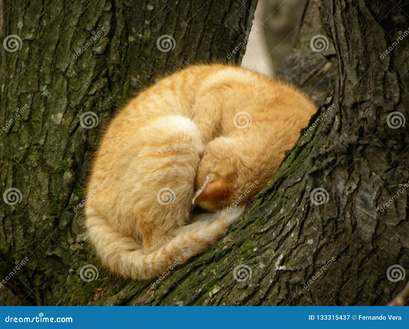 An Orange Cat Sleeping Soundly Stock Image - Image of soundly, sleeping ...