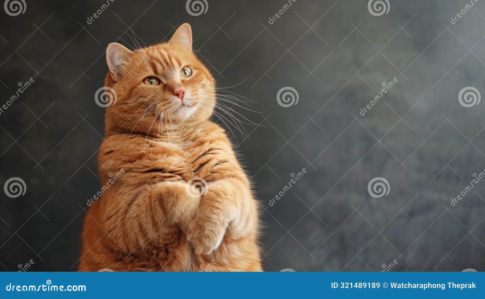 An Orange Tabby Cat Standing On Its Hind Legs, Looking Up With A ...
