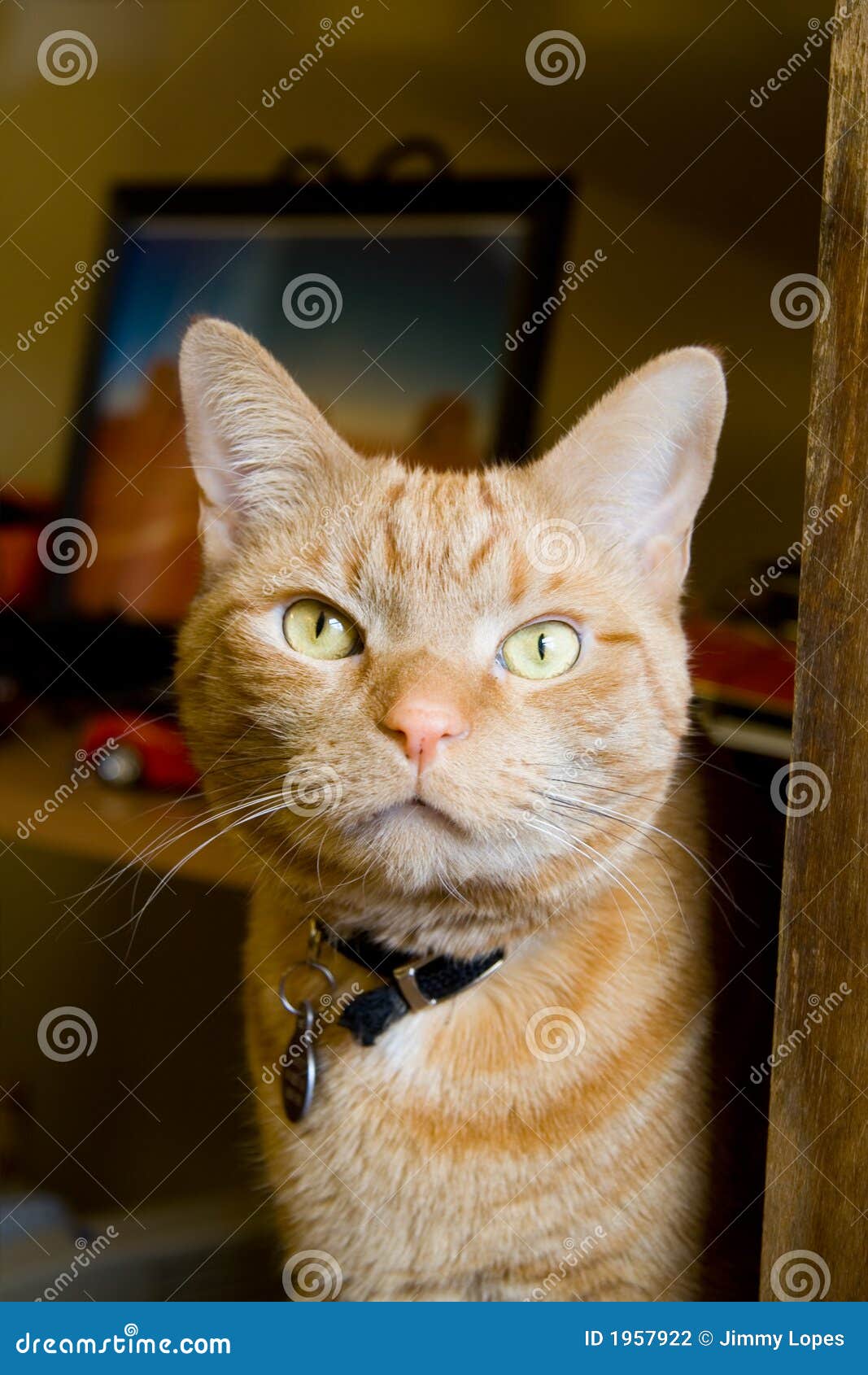 Orange Tabby Cat Stare stock photo. Image of domestic - 1957922