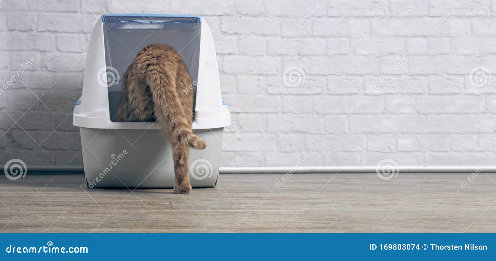 Orange Tabby Cat Step Inside a Litter Box. Stock Photo - Image of ...