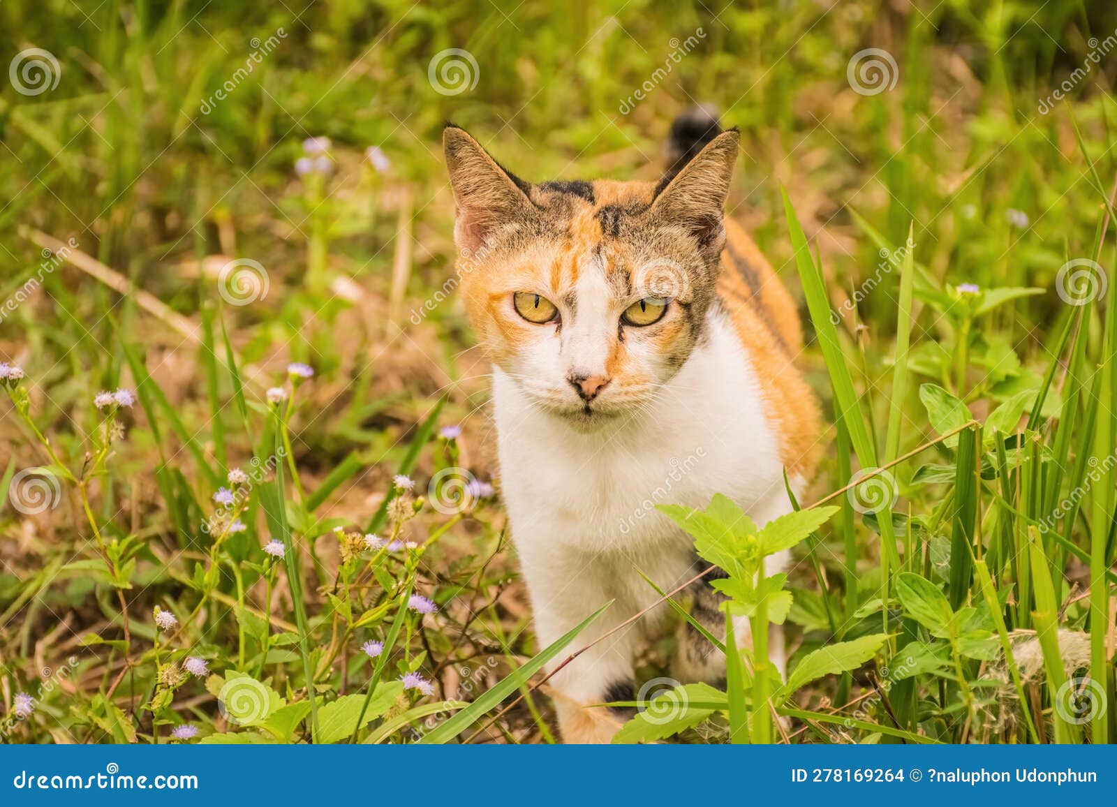 Orange Tabby Cat Walking Outside Stock Photo - Image of looking, furry ...