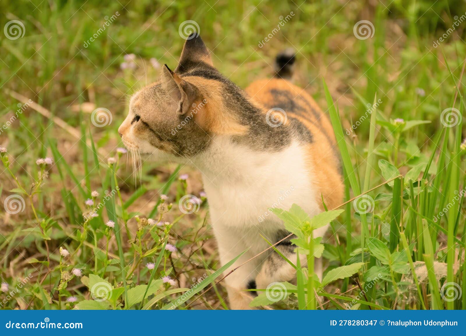 Sideways cat stock image. Image of outside, animal, wild - 278280347