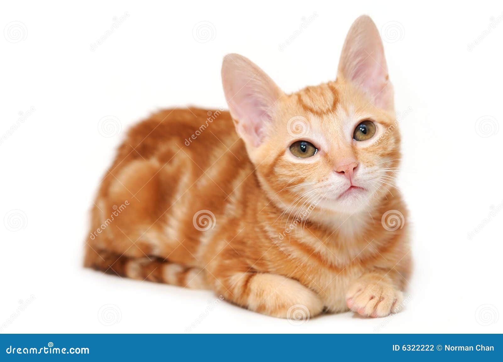Orange tabby kitten stock photo. Image of tabby, cute - 6322222