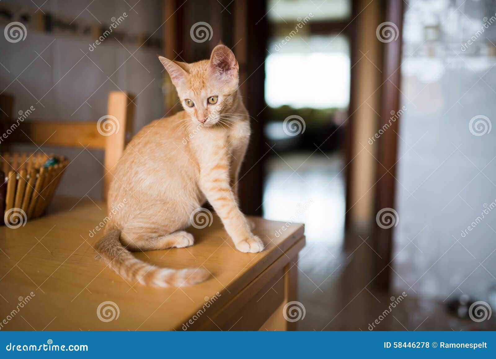 Orange Tabby Kitten on the Table of the Kitchen Stock Photo - Image of ...