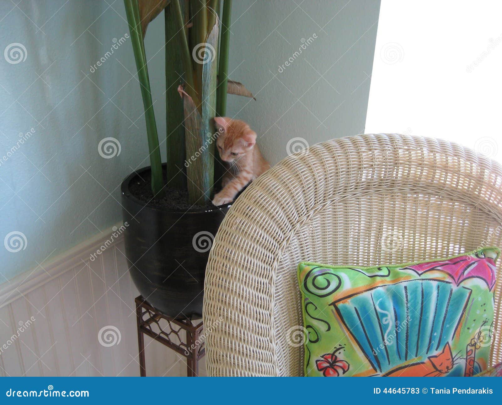 Orange Tabby Polydactyl Kitten in a Planter Stock Image - Image of ...