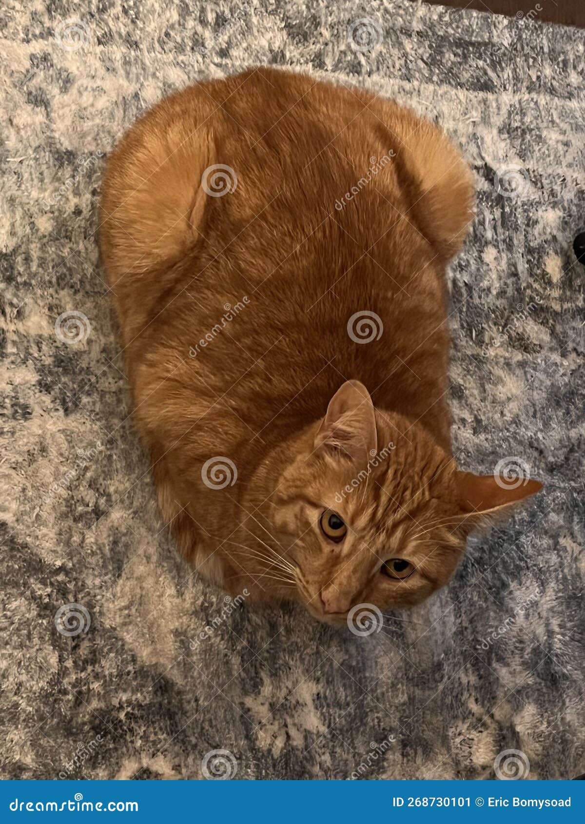 Orange Tabby Relaxing on Carpet Stock Image - Image of indoor ...