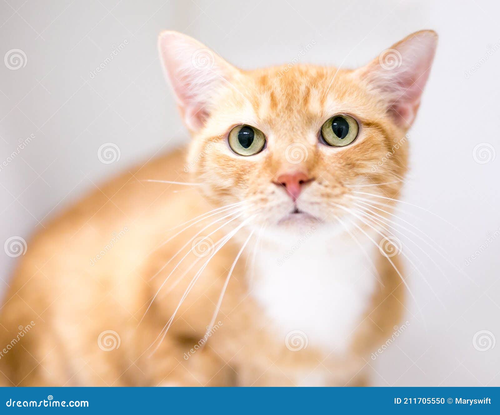 An Orange Tabby Shorthair Cat Stock Photo - Image of alert, animal ...
