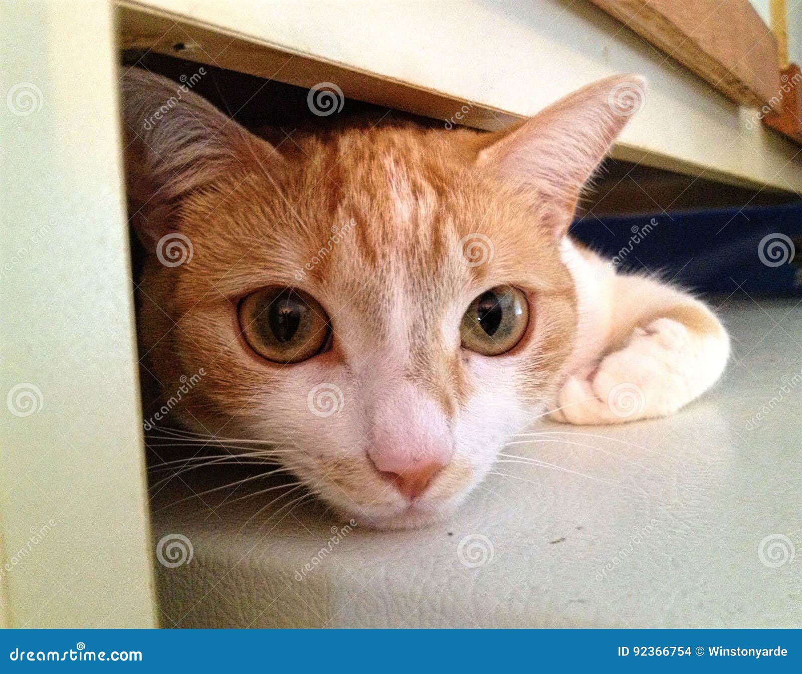 Tabby Cat On The Cupboard Royalty-Free Stock Photography ...