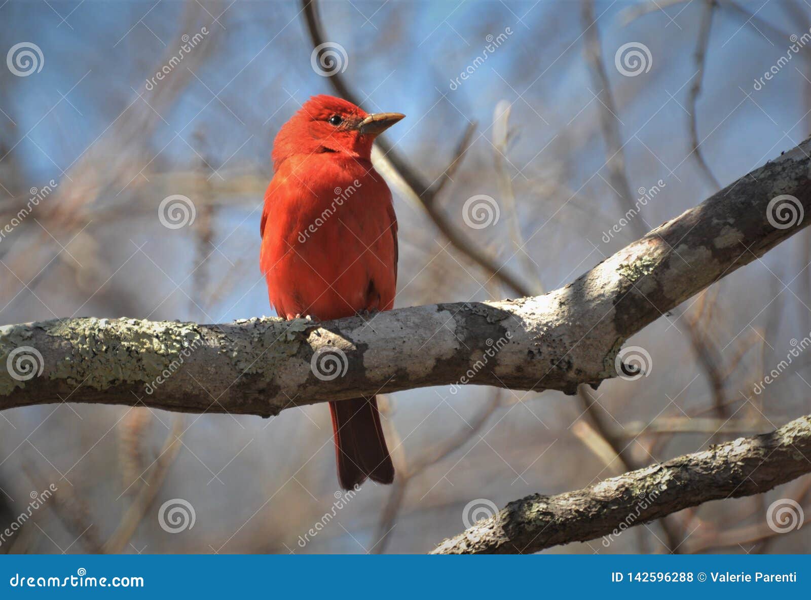 Orange Tanager Summer Branch Tree Stock Photo - Image of tanager ...