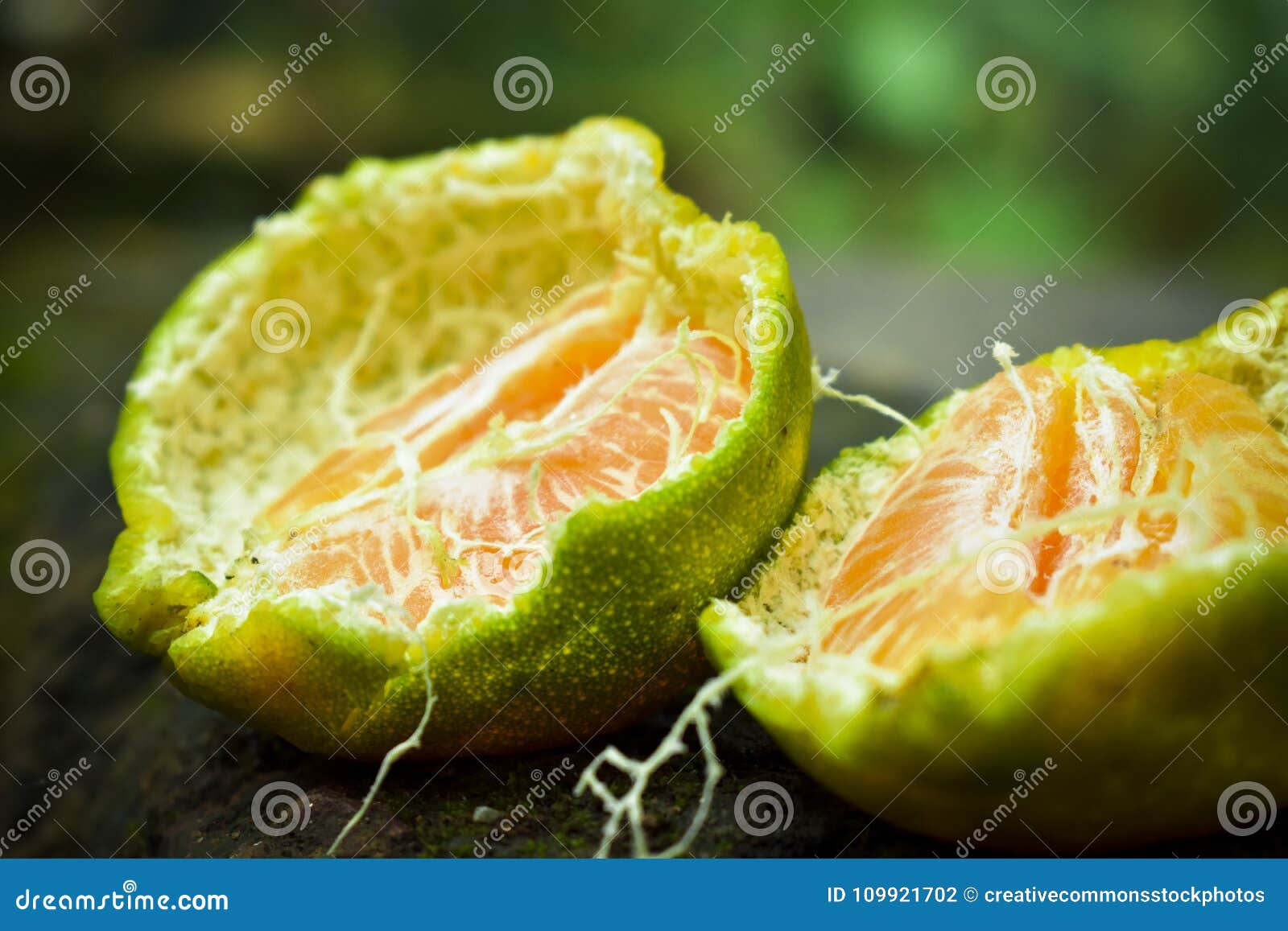 Orange Tangerine Picture. Image: 109921702