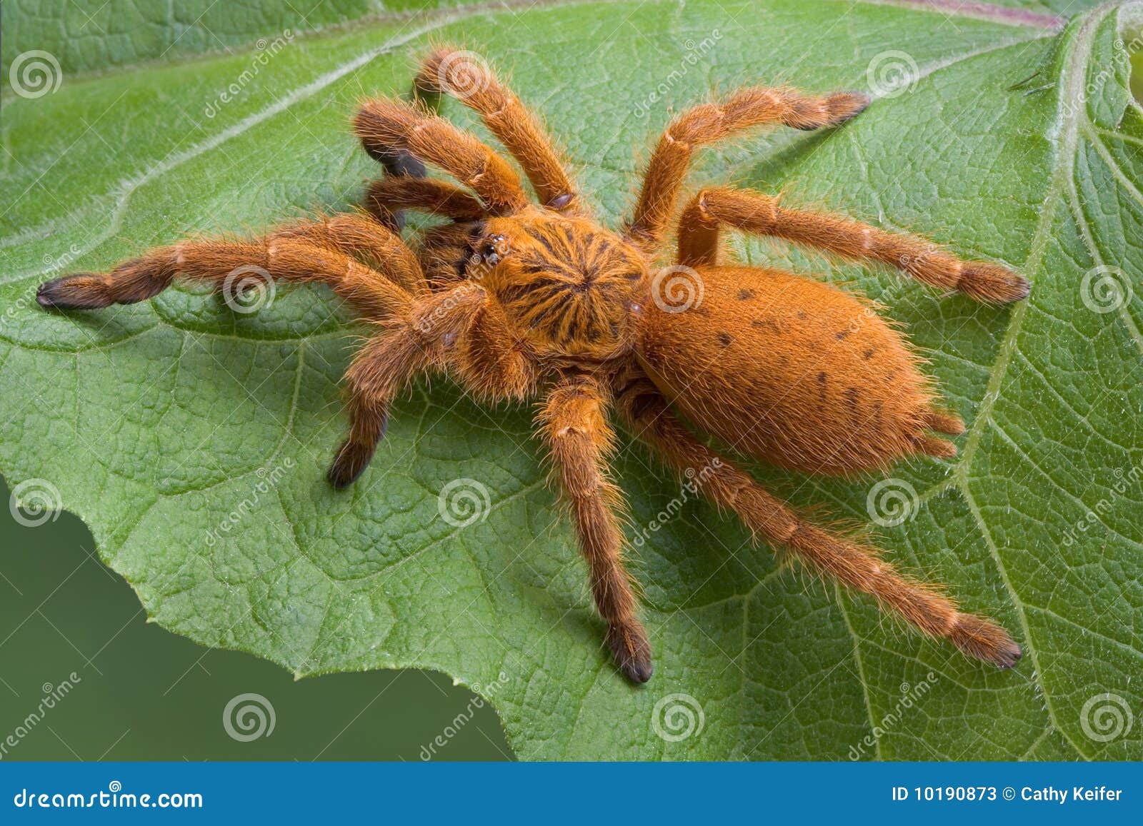 Orange Tarantula. Philippinus. Philippine Tangerine Is A Species Of ...