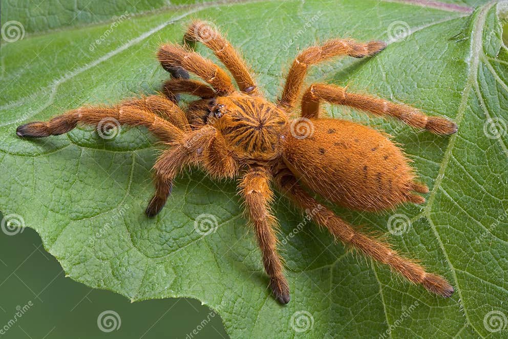 Orange tarantula stock image. Image of tarantula, hairy - 10190873