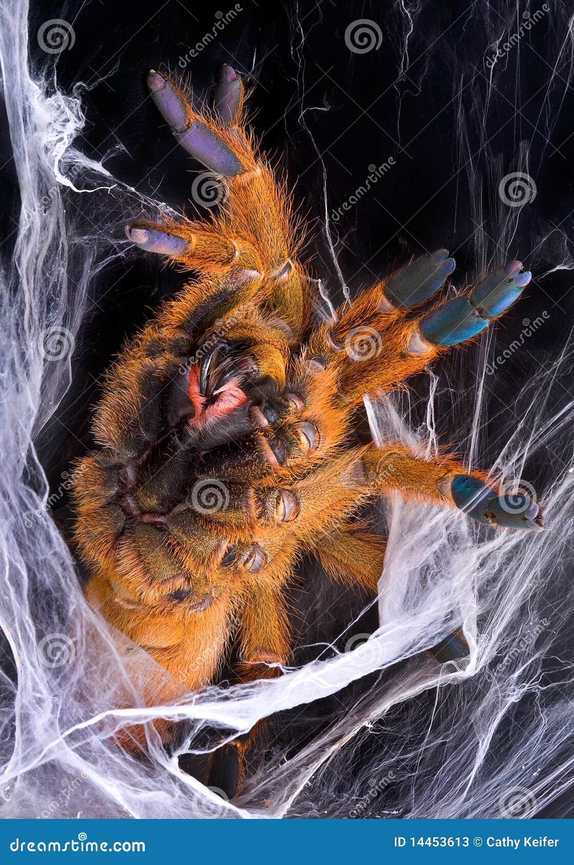 Orange Tarantula. Philippinus. Philippine Tangerine Is A Species Of ...