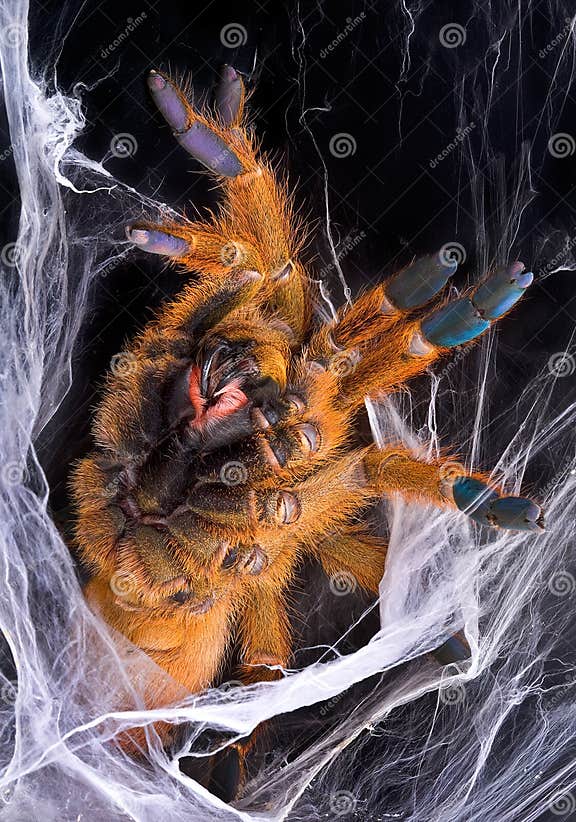 Orange Tarantula Displaying Fangs Stock Image - Image of nature, hairy ...