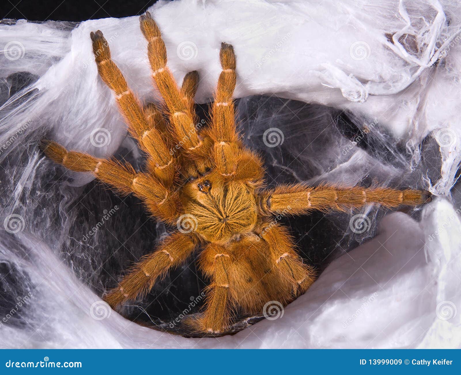 Tarantula Web