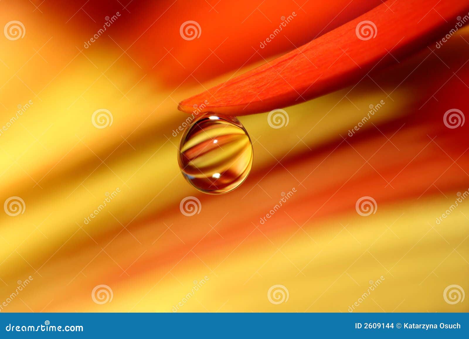 Orange tear stock photo. Image of forest, centre, concentration - 2609144