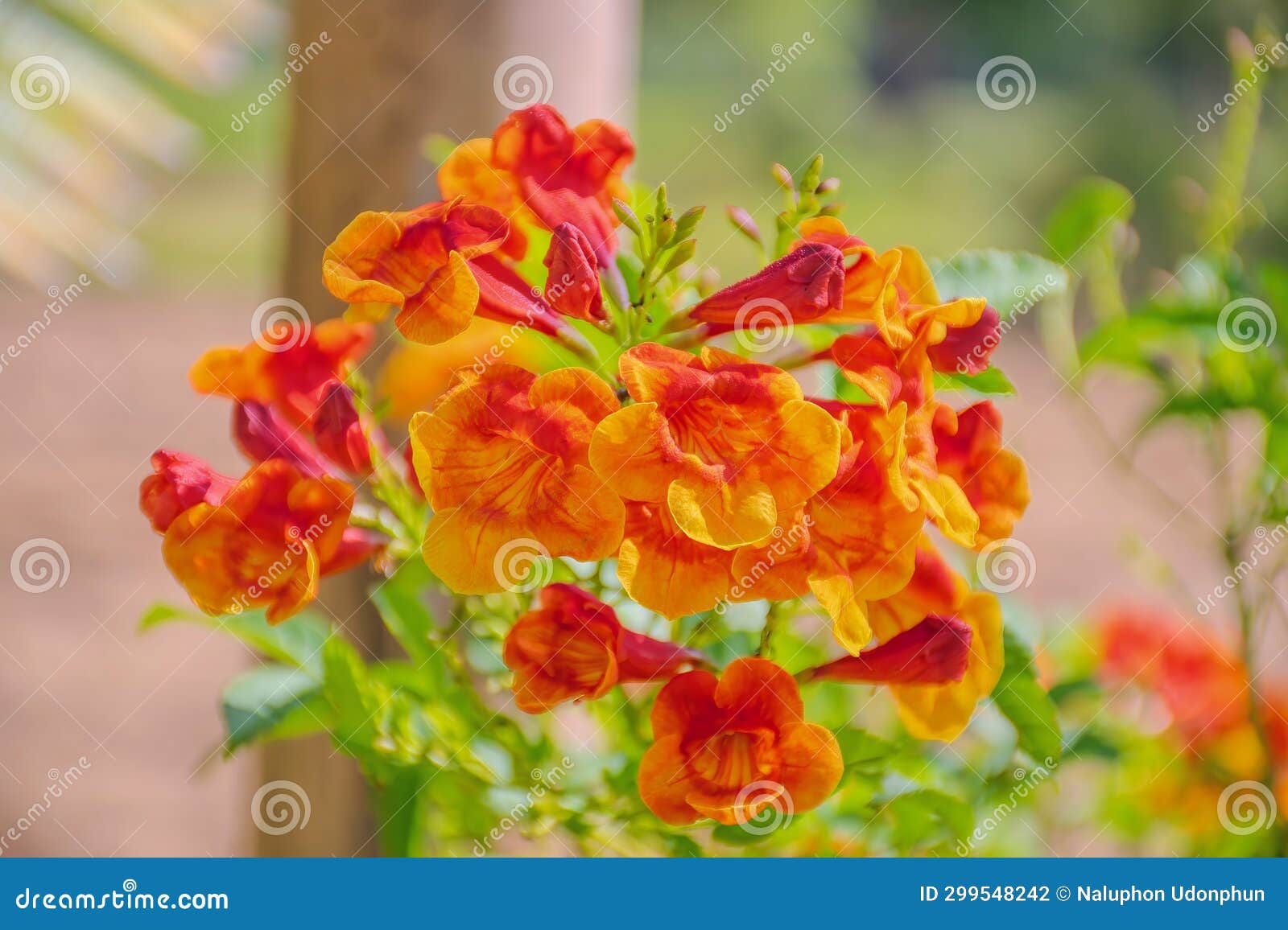 Orange tecoma stock photo. Image of plant, summer, growth - 299548242