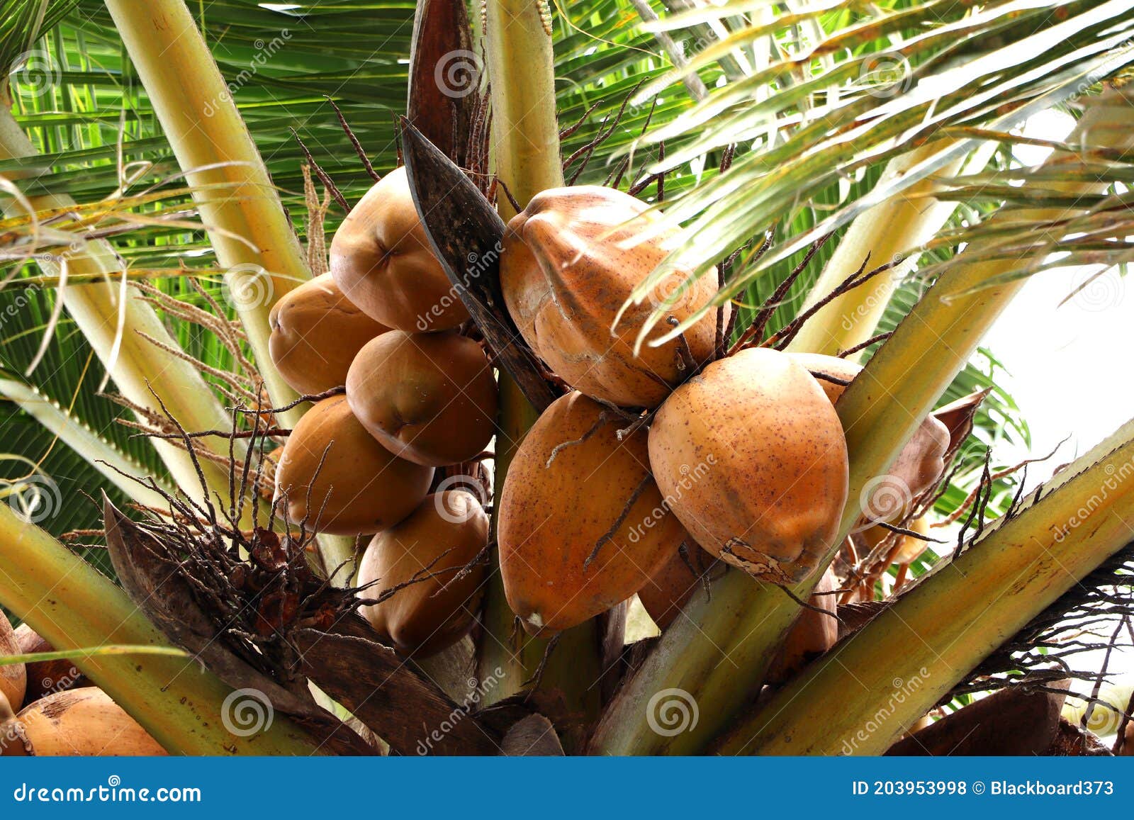 Orange Tender Coconut Fruit on Coconut Tree Stock Photo - Image of ...