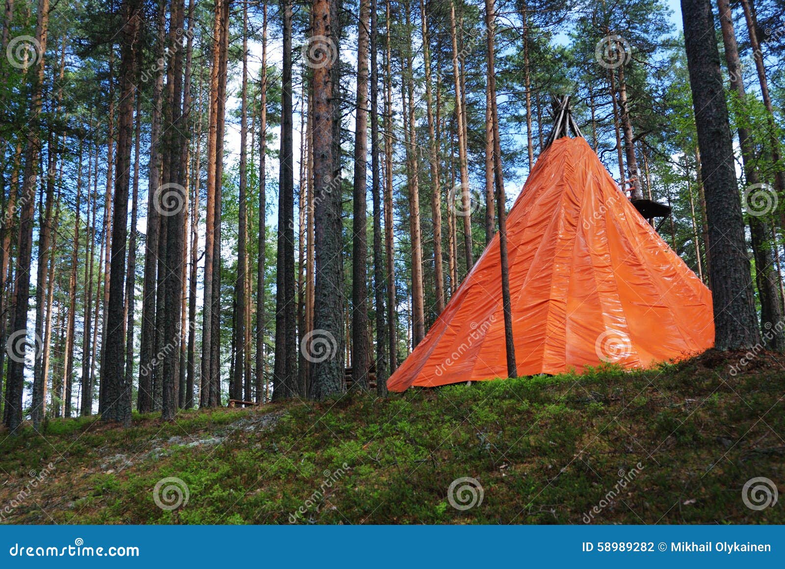 Orange Tent in a Pine Forest Stock Photo - Image of spruce, forest ...