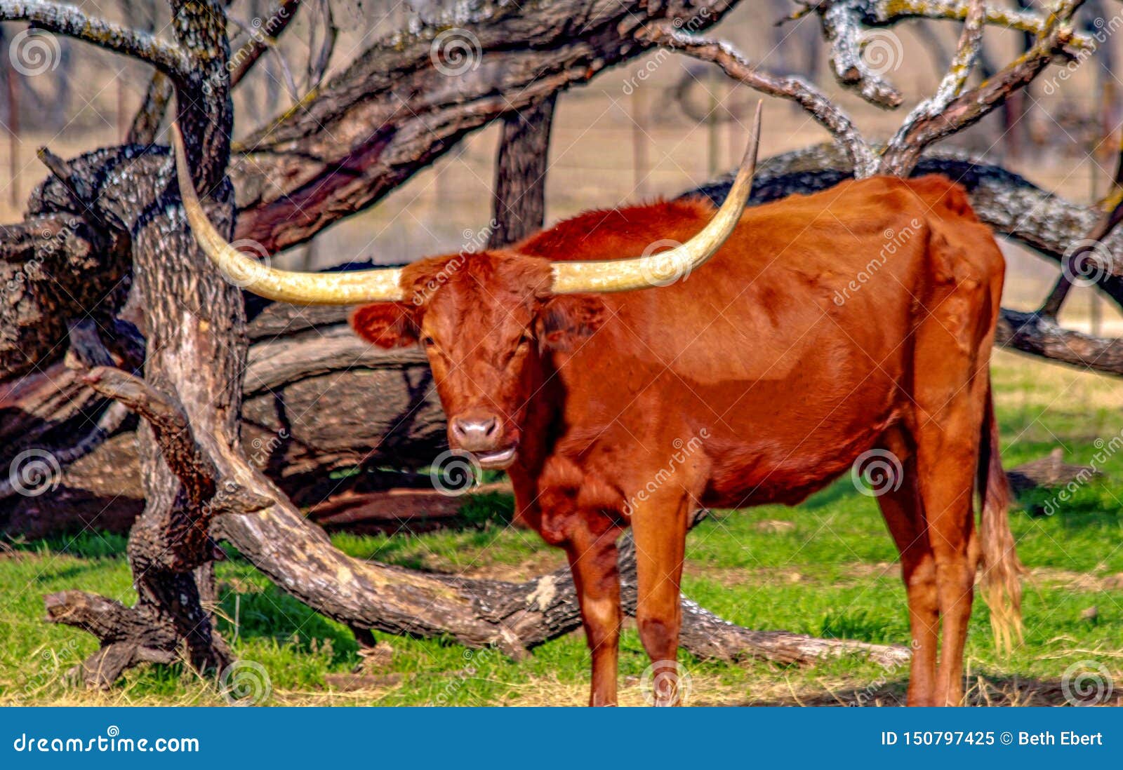 Orange Texas Longhorn in Front of Rustic Tree Stock Image - Image of ...