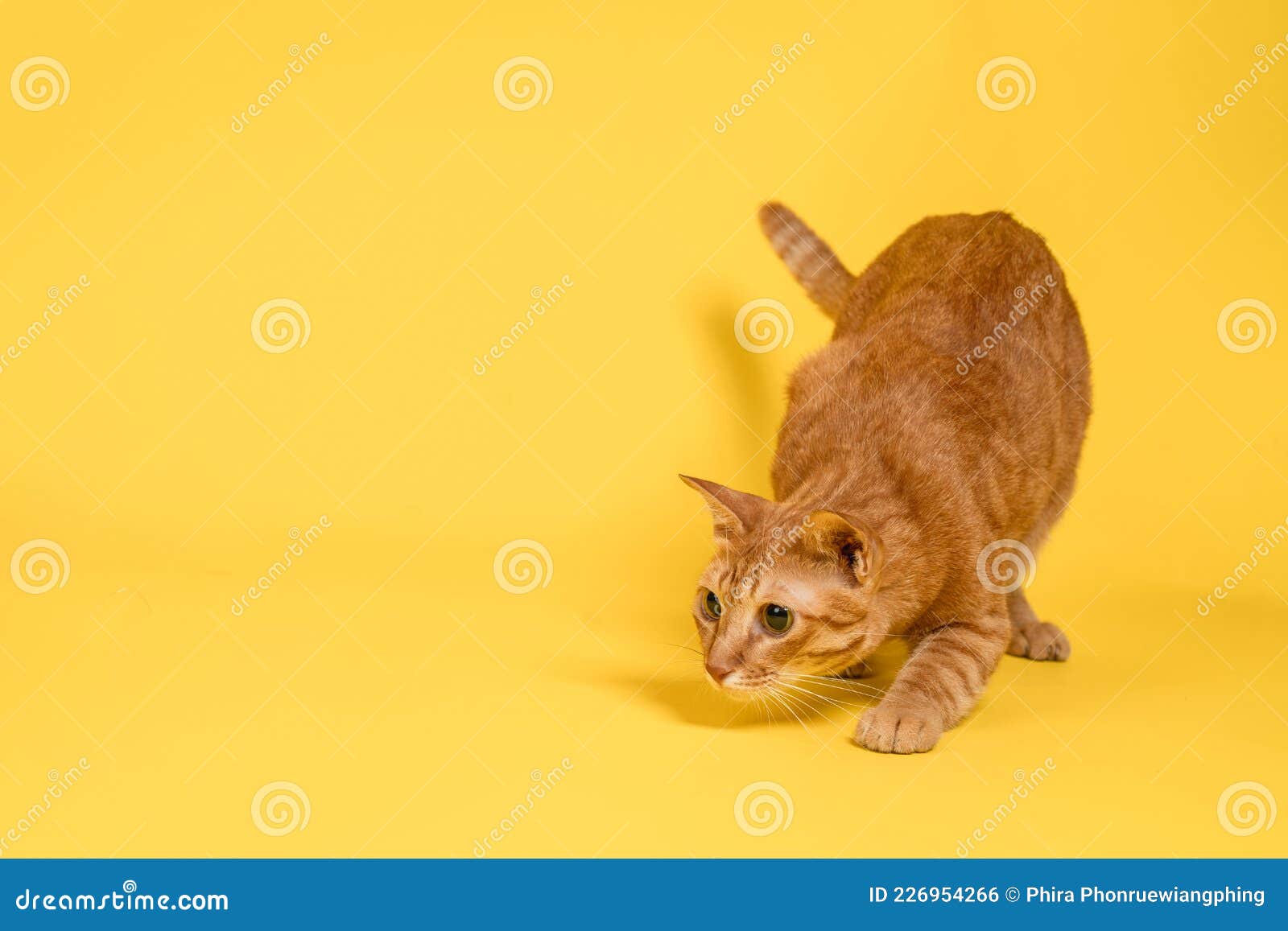Orange Thai Cat is Crouching and Looking at Something. the Cat is ...