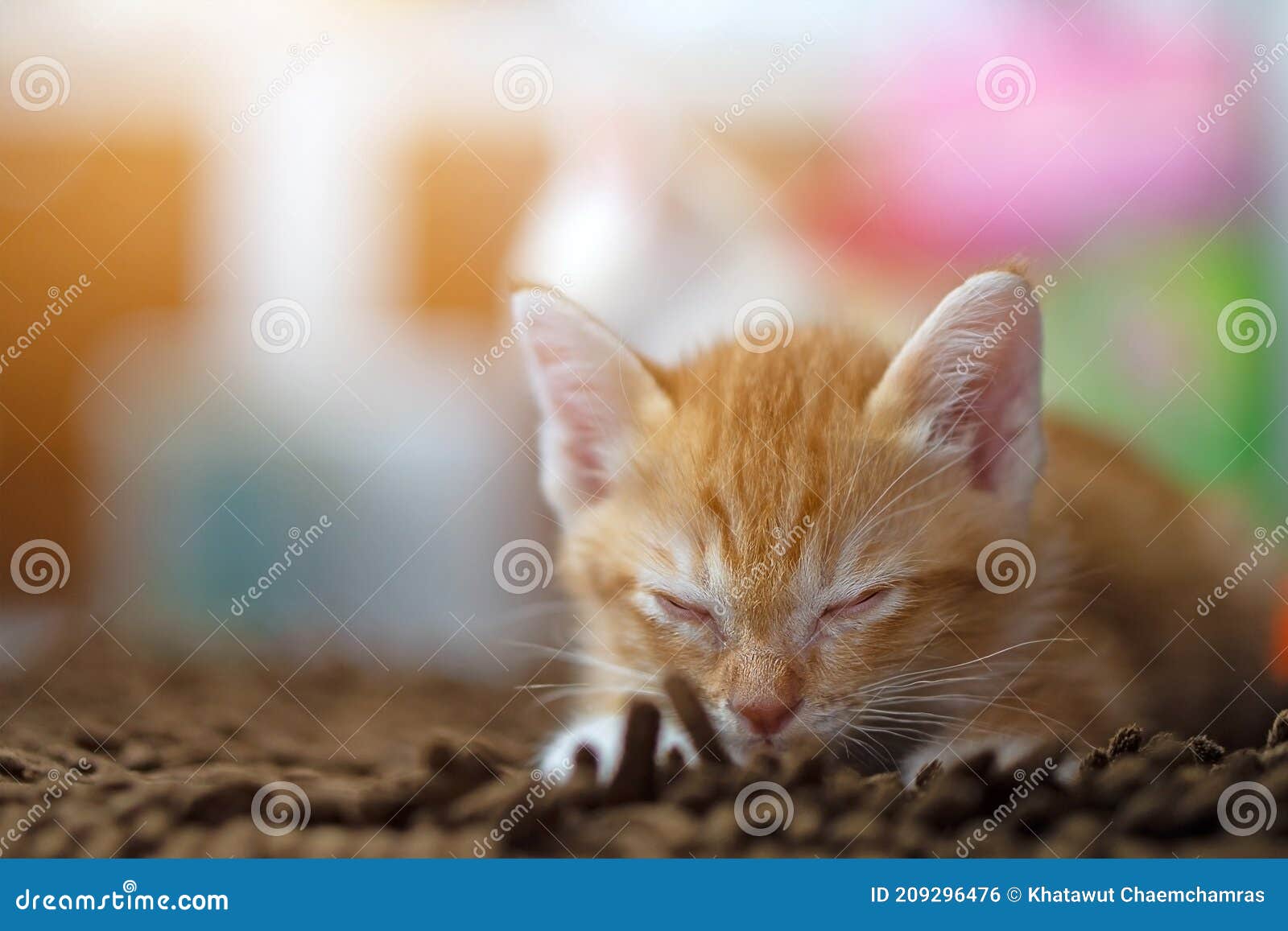 Orange Thai Kitten, 1 Month Old, Sleeping in the House Stock Photo ...