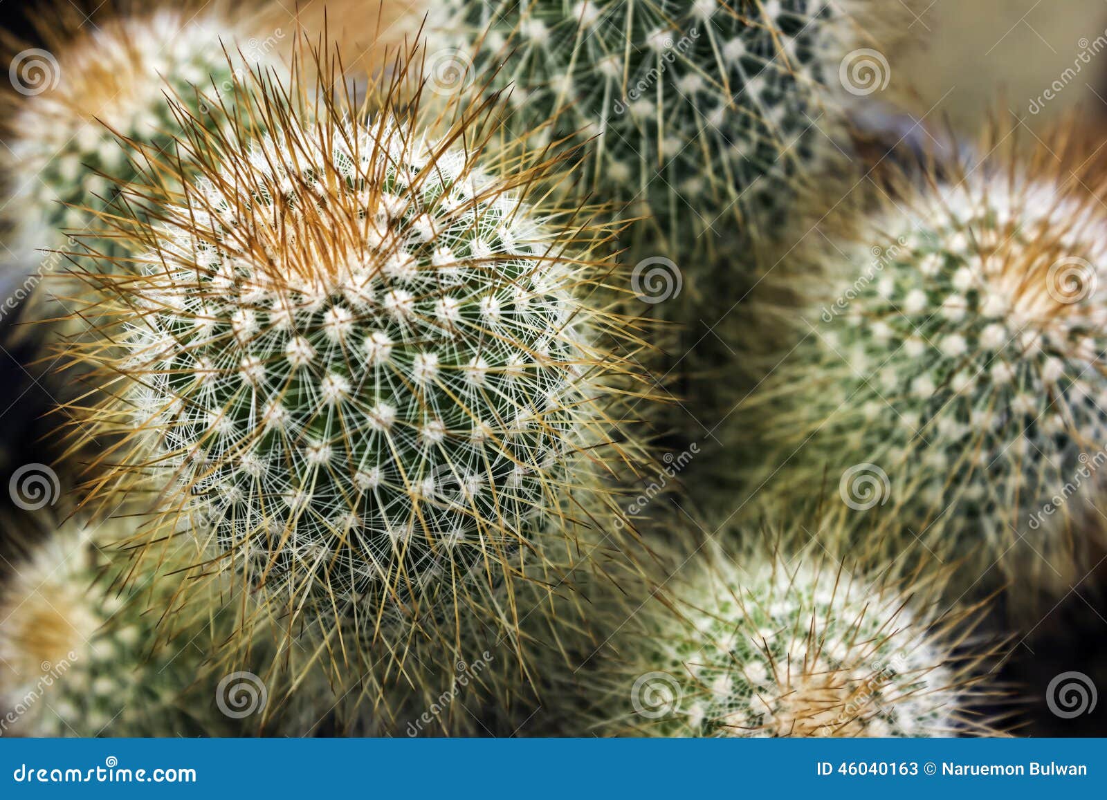 Orange thorn cactus stock image. Image of natural, sharp - 46040163