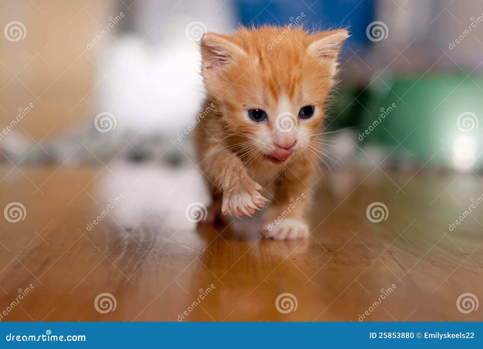 Orange Three Week-old Kitten Stock Photo - Image of baby, tabby: 25853880