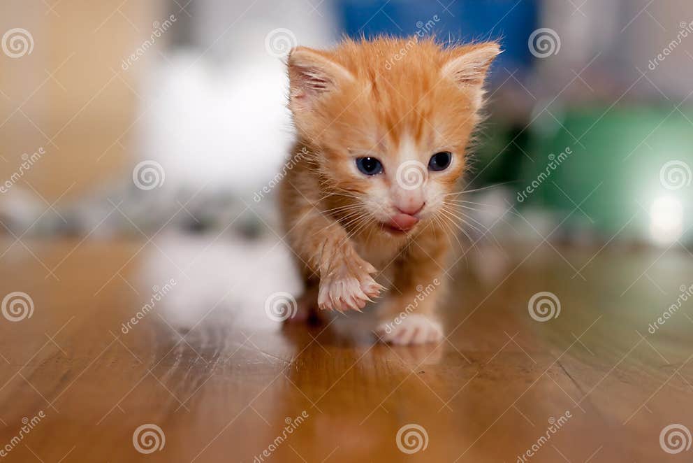 Orange Three Week-old Kitten Stock Photo - Image of baby, tabby: 25853880