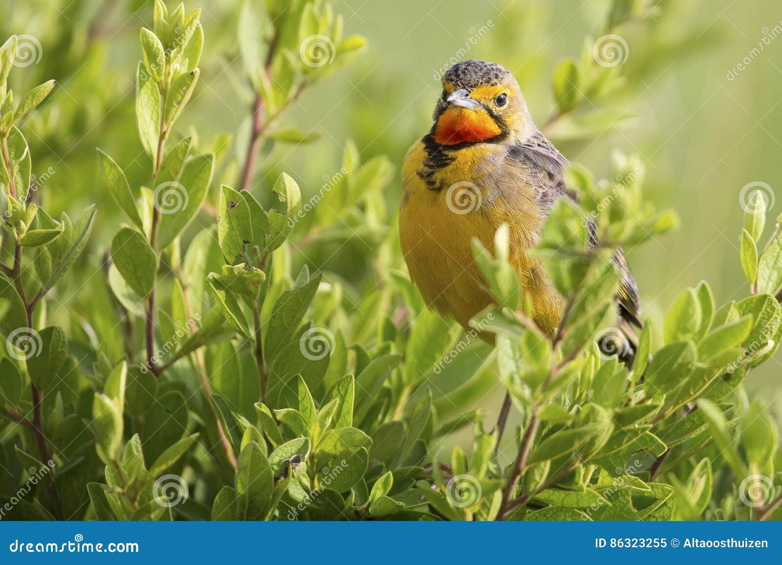 Orange Throated Cape Long-claw Walking in Green Grass Macronyx Stock ...