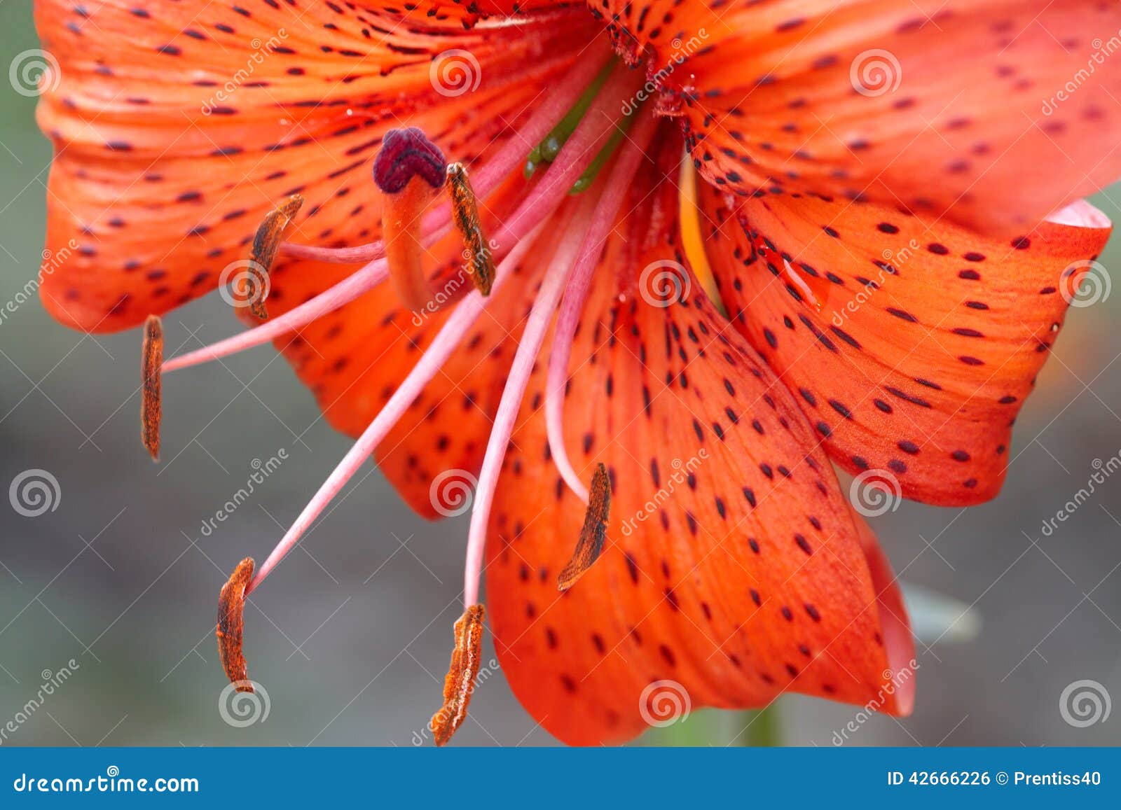Orange tiger lily bud stock photo. Image of black, blossom - 42666226