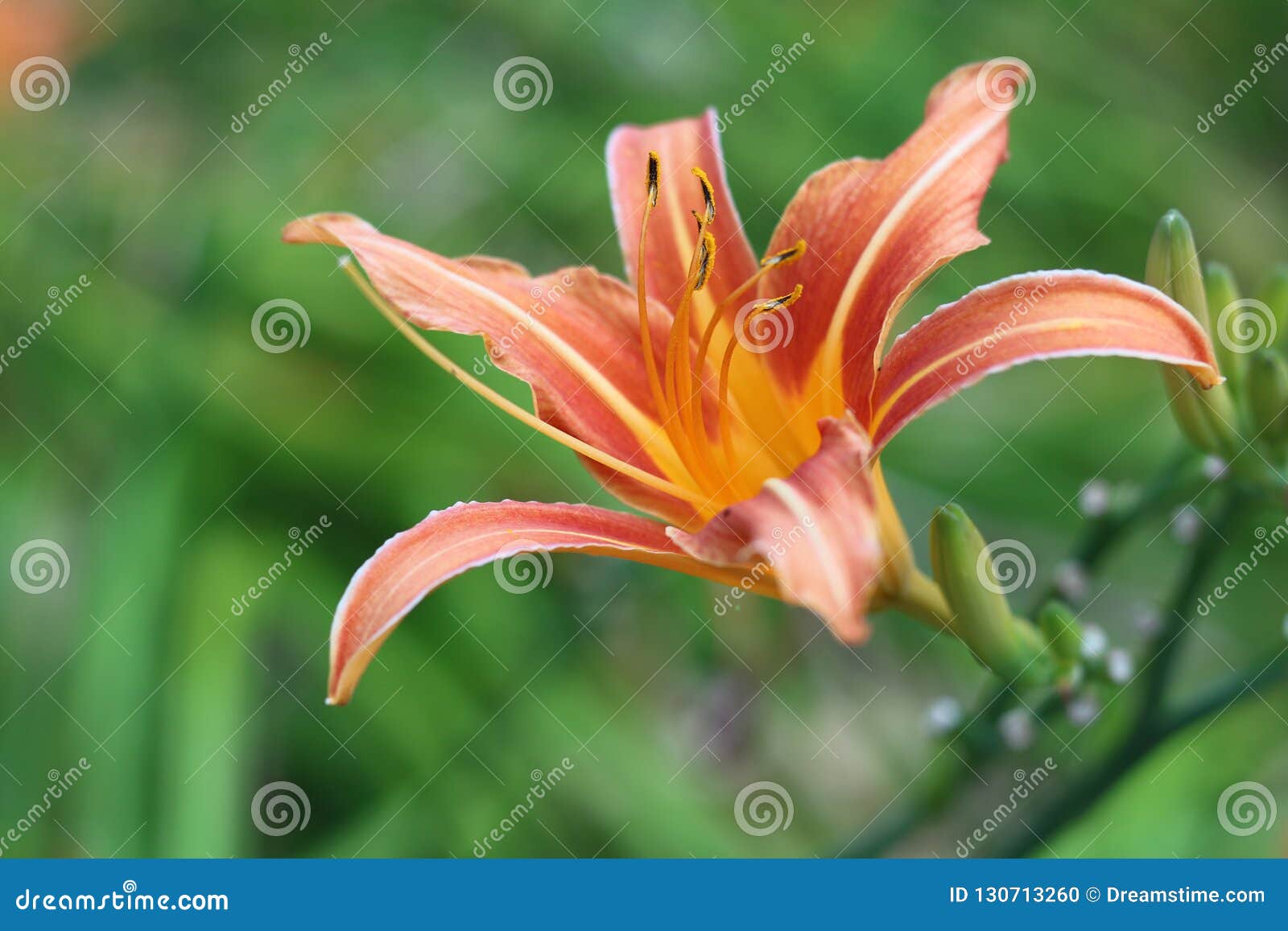 Orange Tiger Lily Flower Filaments with Pollen, Closeup Stock Photo ...