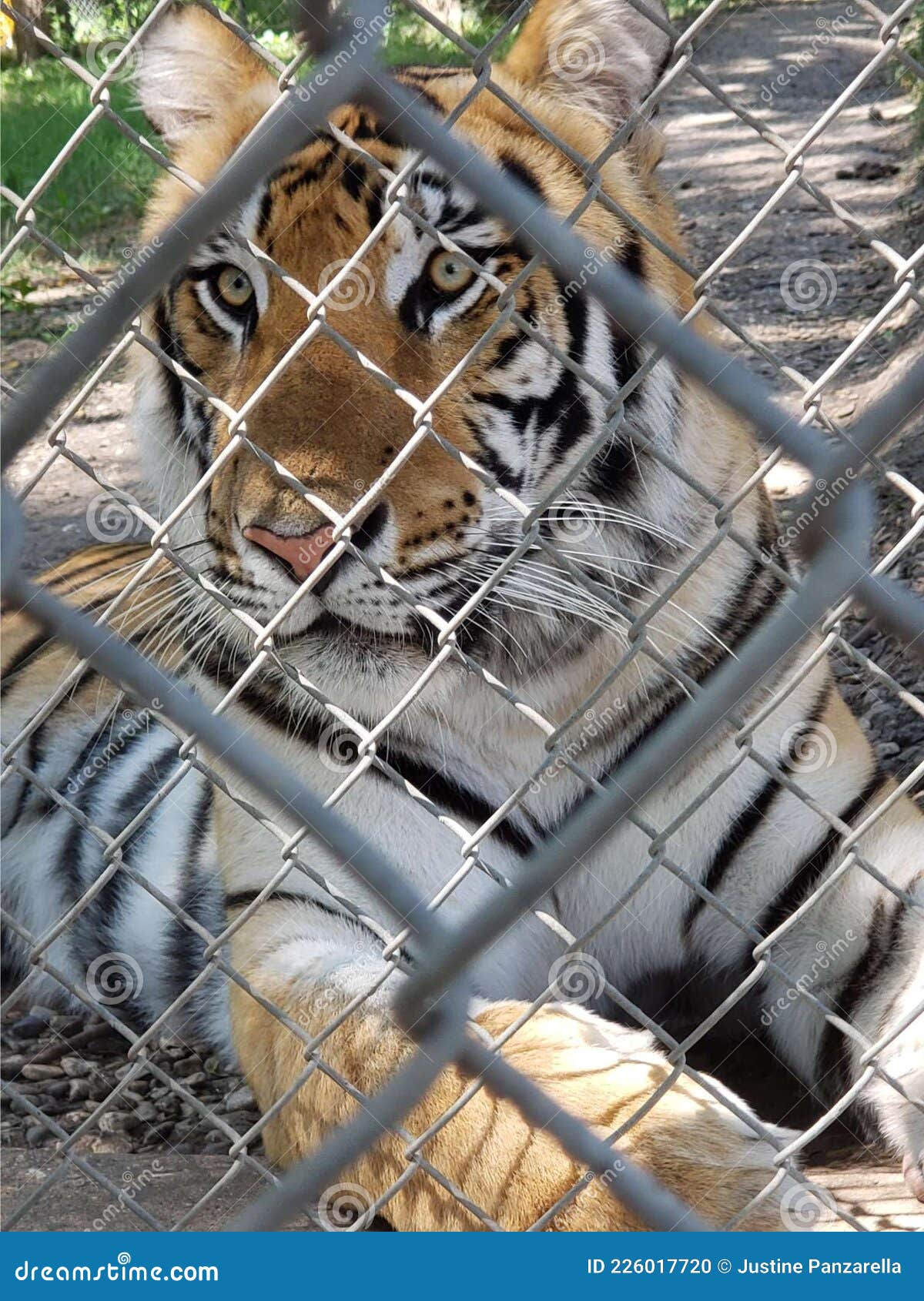 Orange tiger stock photo. Image of tiger, orange, face - 226017720
