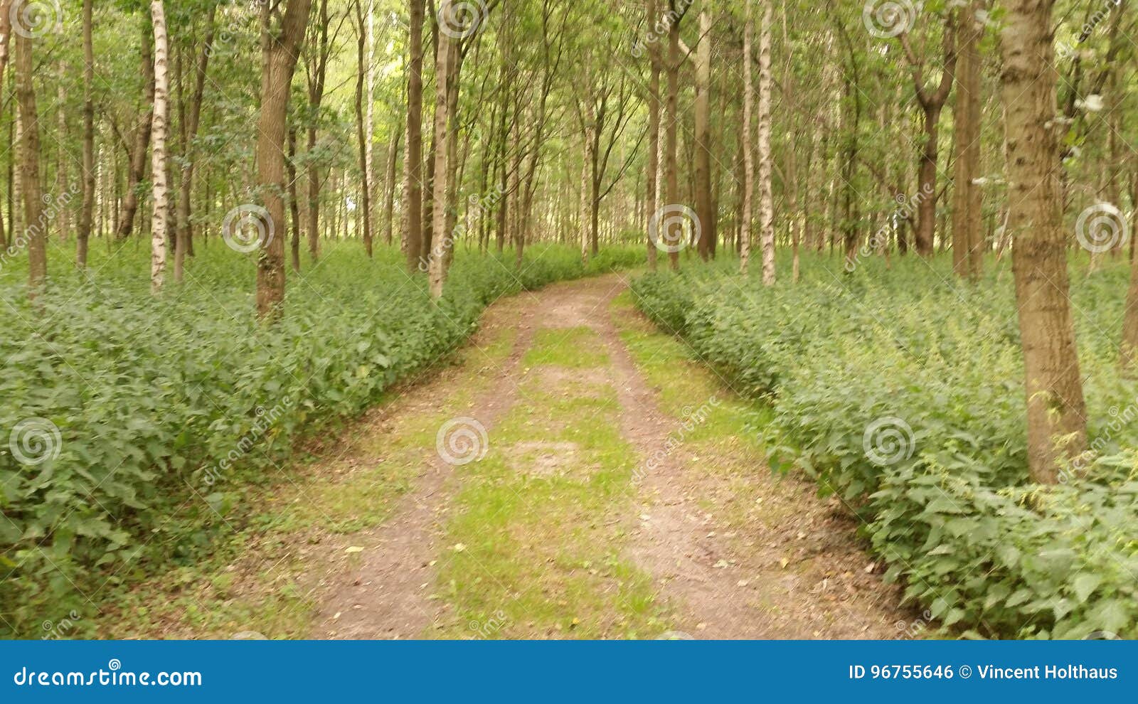 Orange tinted forest path stock photo. Image of nice - 96755646