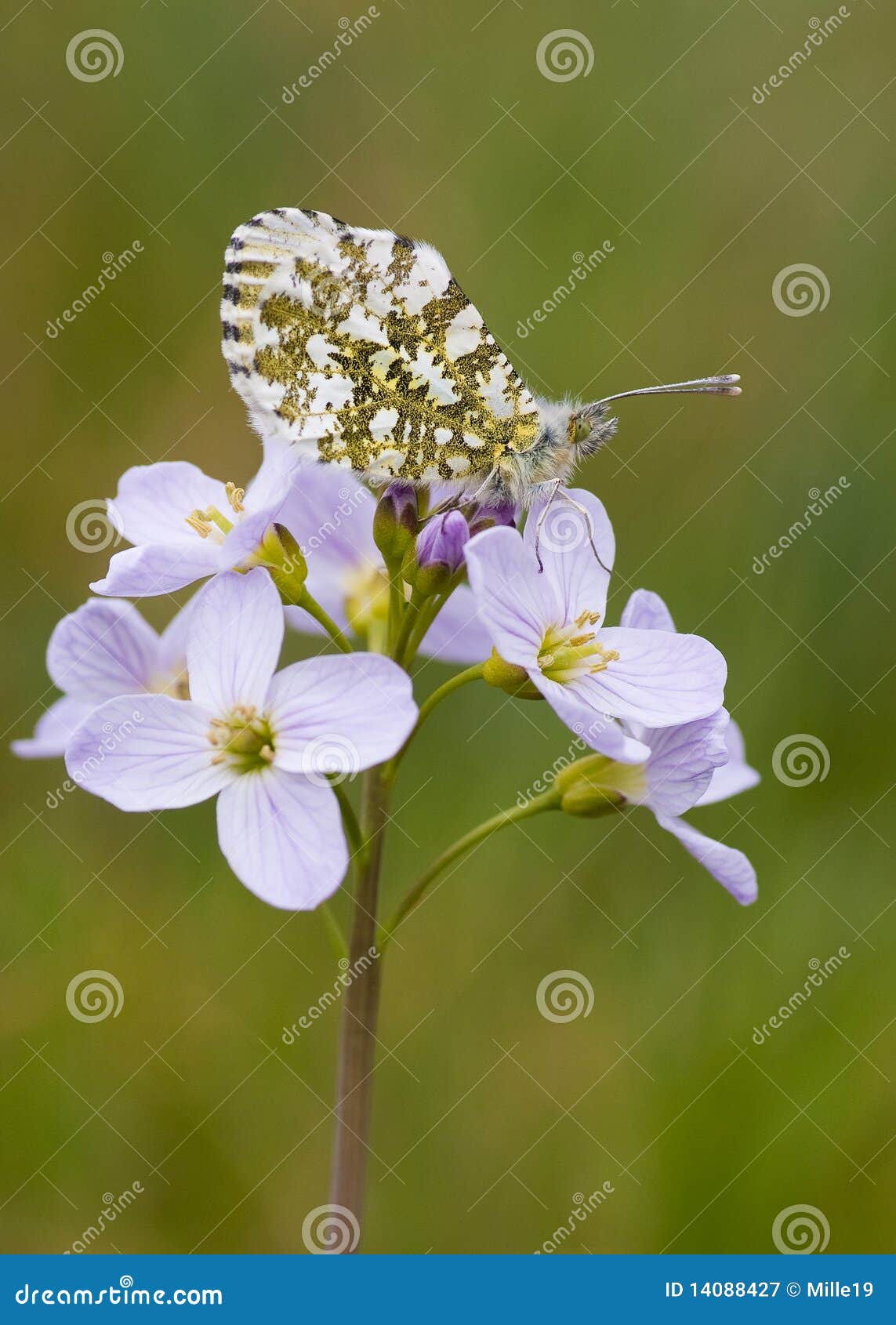 Orange Tip Butterfly (Anthocharis Cardamines) Stock Image - Image of ...