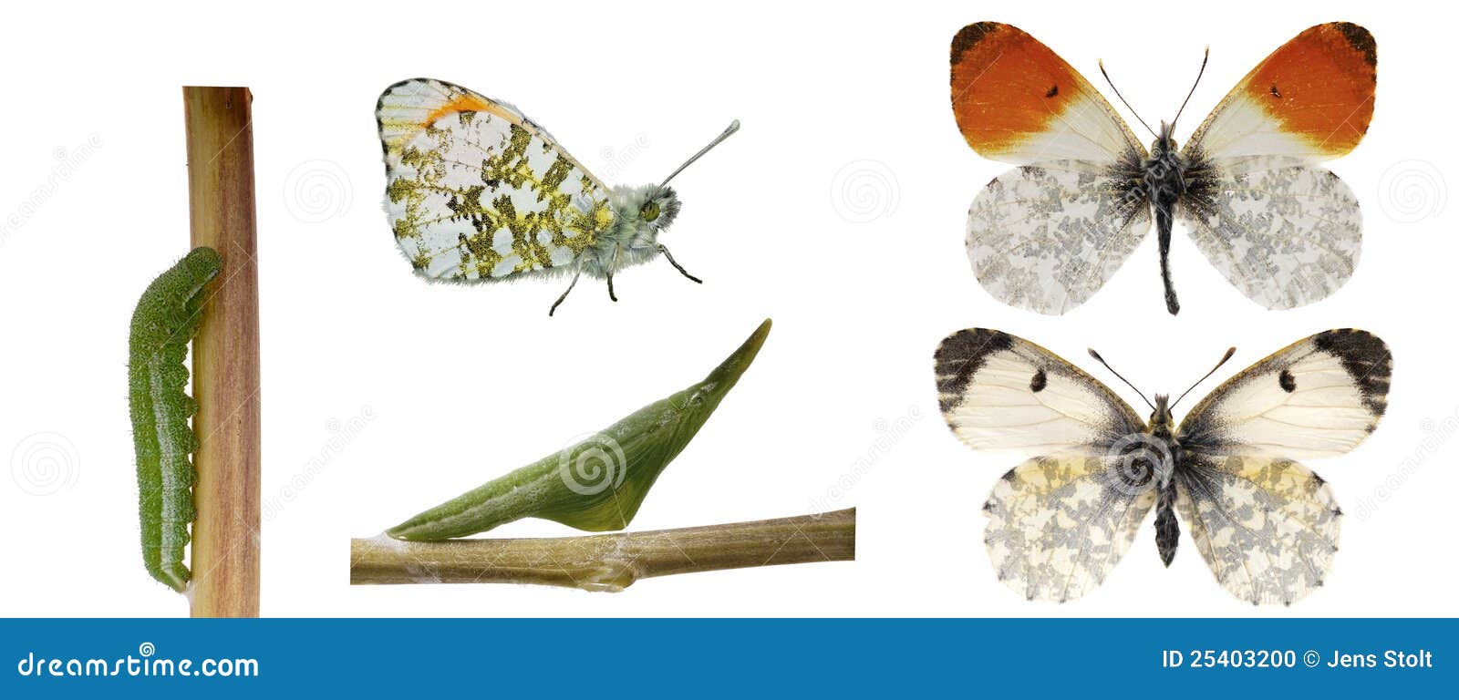The orange tip, life cycle stock photo. Image of entomology - 25403200