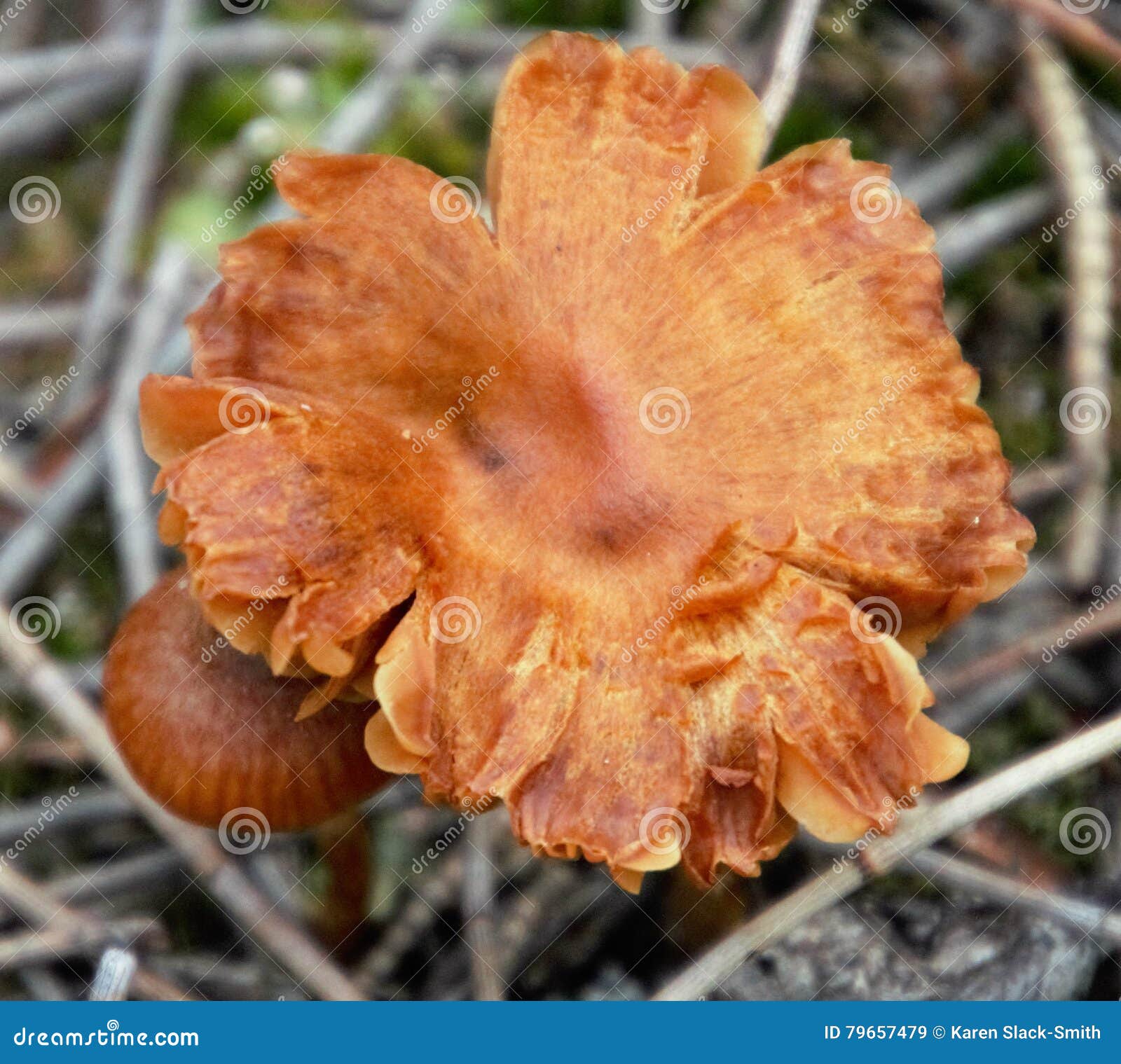 Orange Toadstool In Nature Stock Photography | CartoonDealer.com #76854248