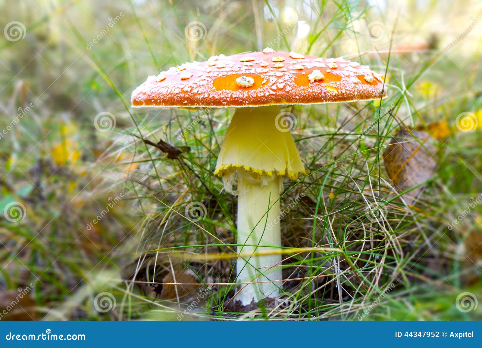 Orange Toadstool In Nature Stock Photography | CartoonDealer.com #76854248