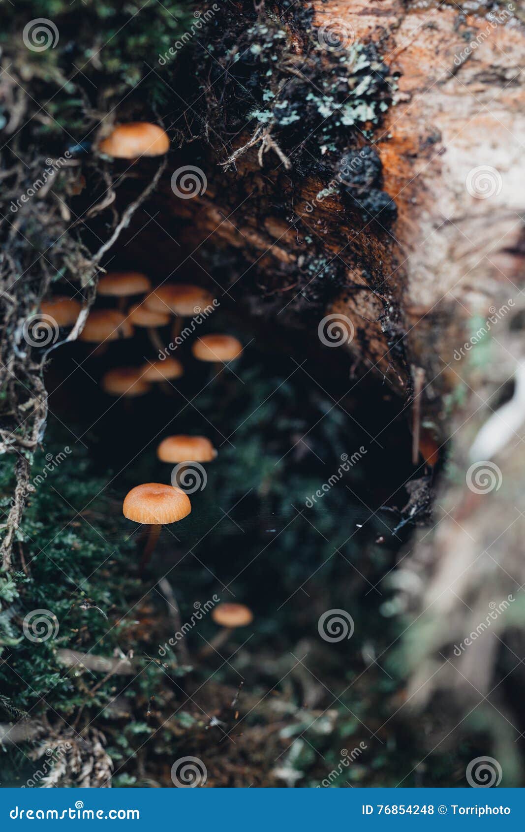 Orange toadstool in nature stock photo. Image of brown - 76854248