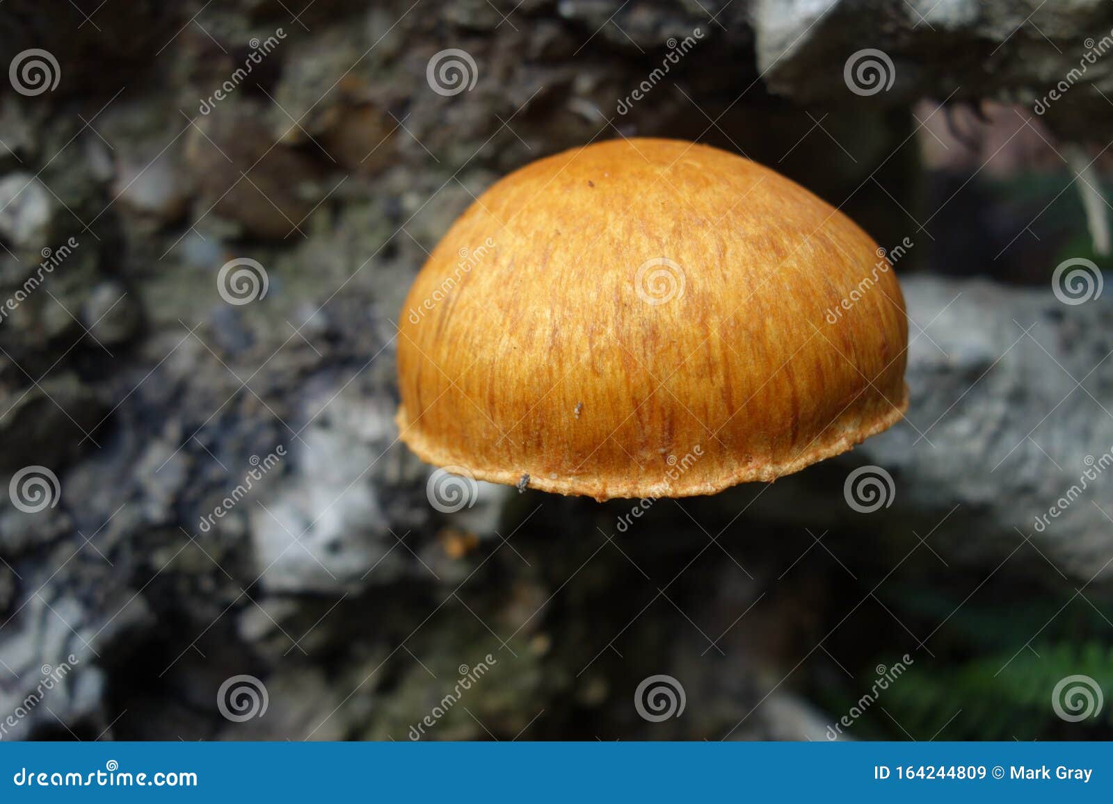 Orange Toadstool on Tree Bark Stock Image - Image of woodland, autumn ...
