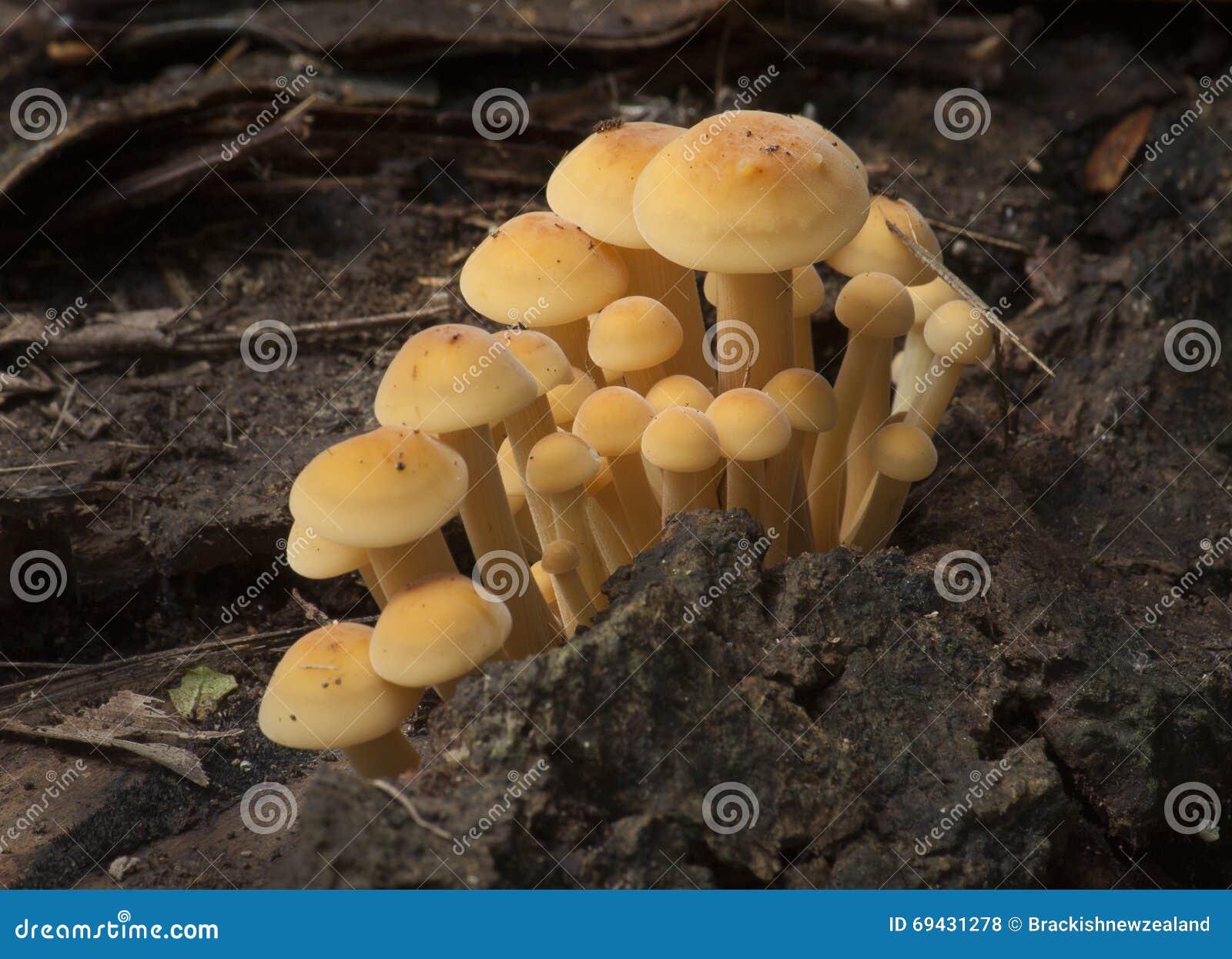 Orange toadstools stock photo. Image of moss, trunk, group - 69431278