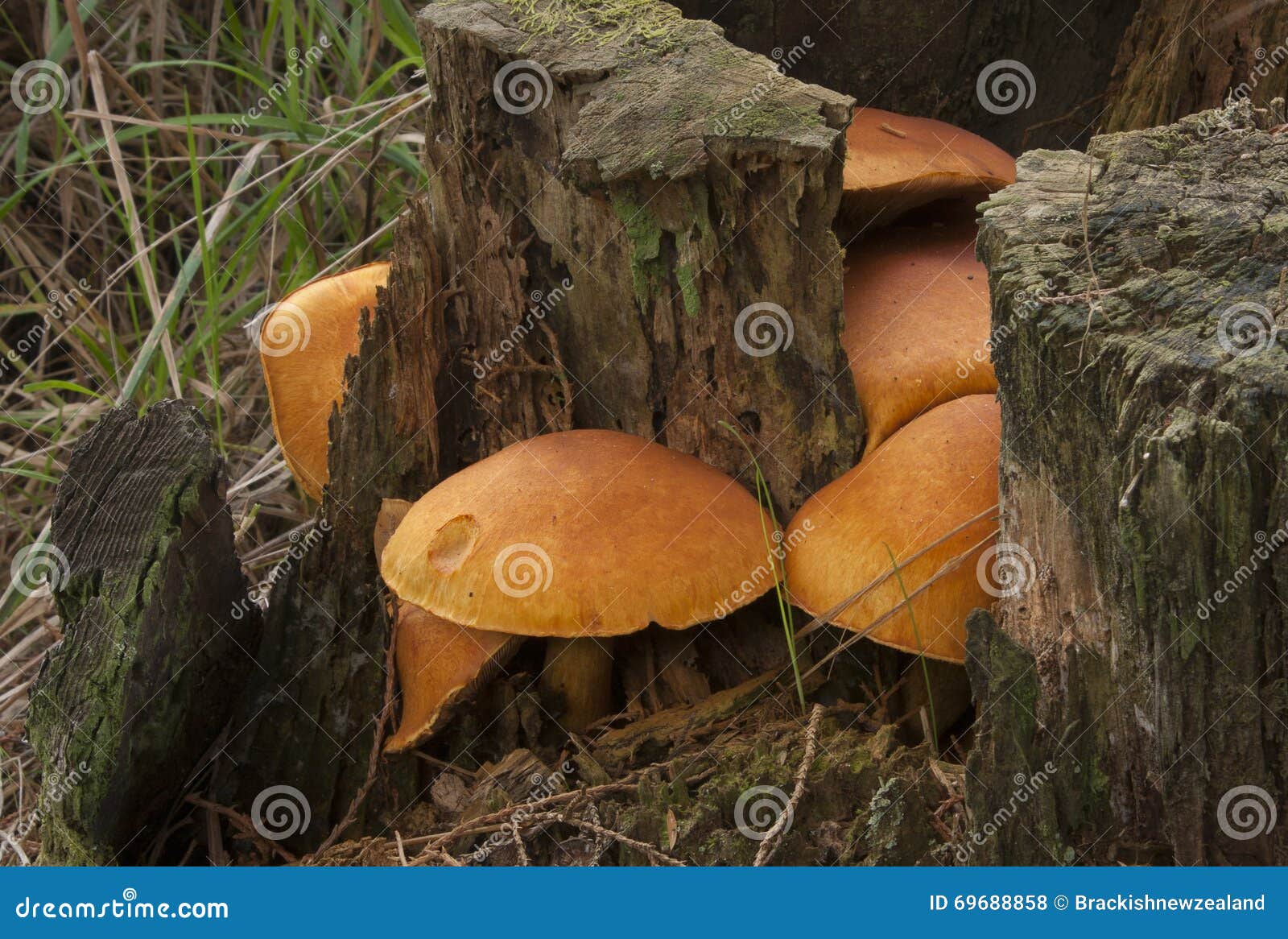 Orange toadstools stock photo. Image of fall, fungus - 69688858