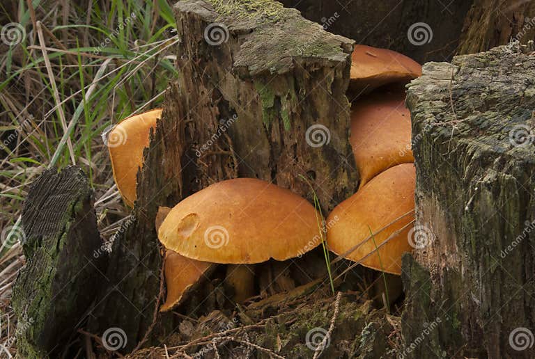 Orange toadstools stock photo. Image of fall, fungus - 69688858