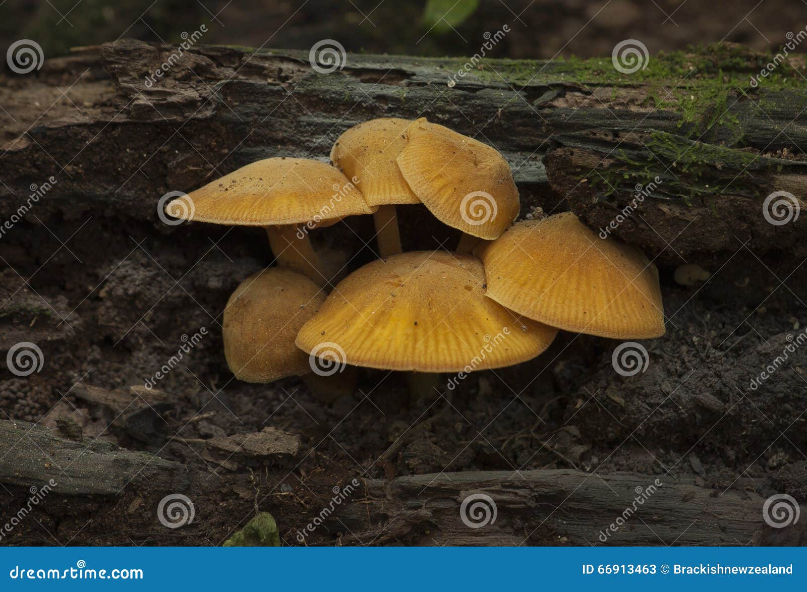 Orange Toadstools stock image. Image of orange, nature - 66913463